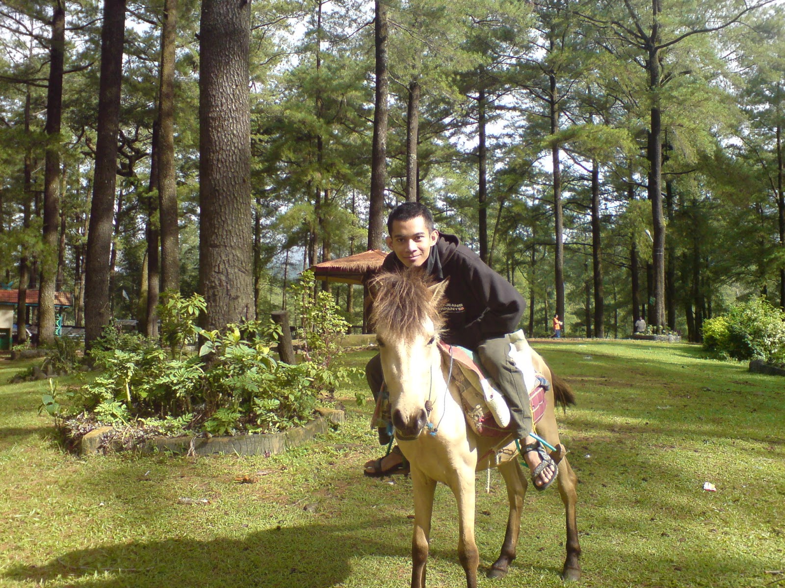 Forest Tourism of Malino ~ Malay Travel and Tour