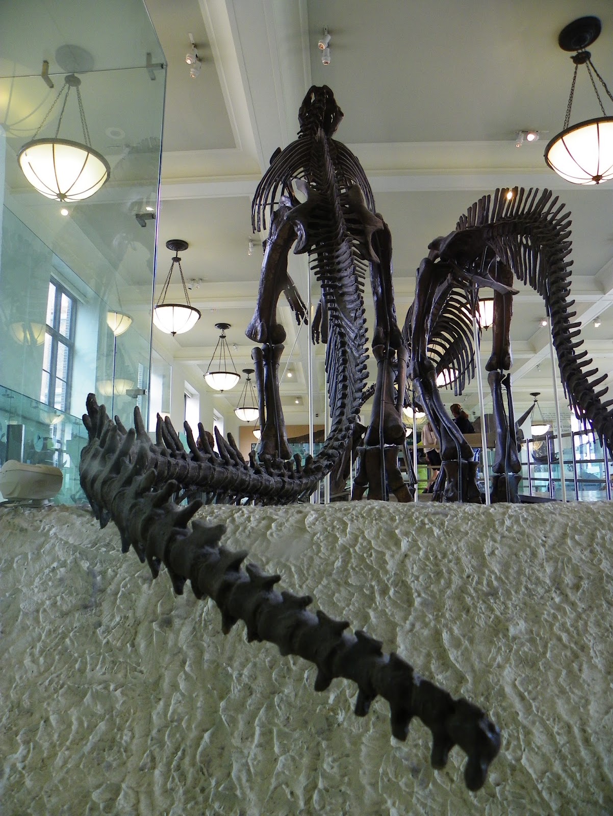 BONE ROOMS: American Museum of Natural History Part One, The Hall of ...