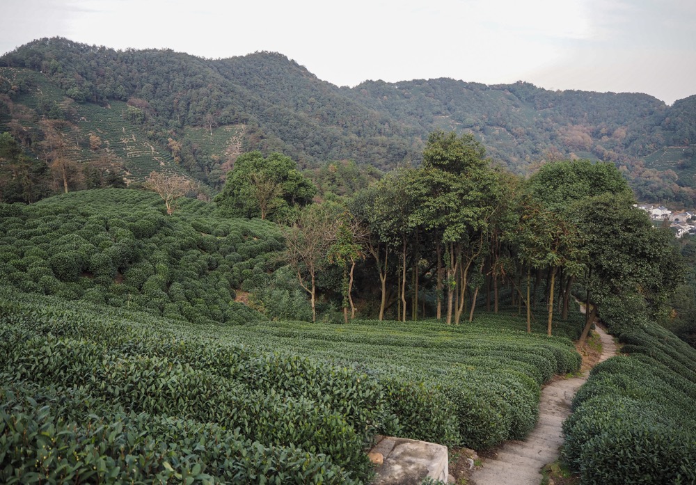 China: the tea fields of Longjing- the source of the best tea in China ...
