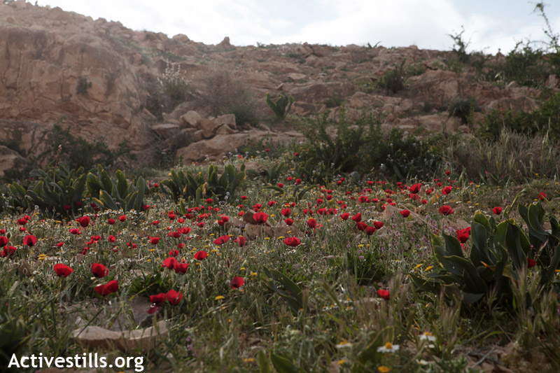Chroniques de Palestine et d'ailleurs- Resistances, human rights and ...