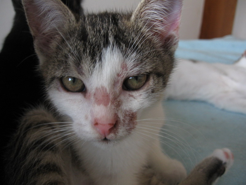 Sayang Sayang Cat Care: Punca fungus pada kucing dan cara rawatan