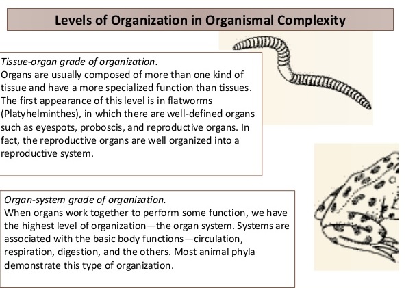 Architectural Pattern of an animal | Zoology