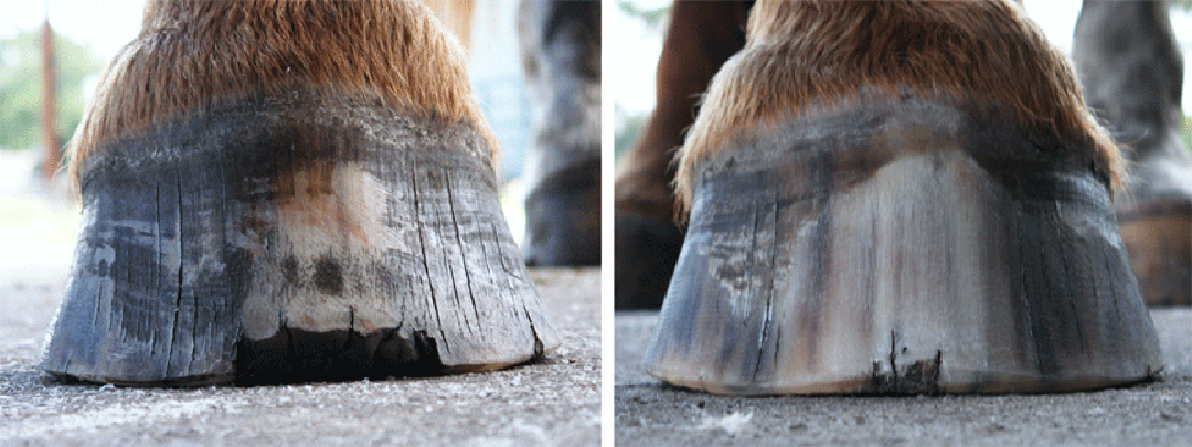 The Perfect Hoof: Cracking the Code to Hoof Cracks