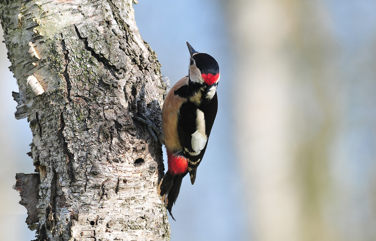 Jozef van der Heijden - Natuurfotografie: De Grote bonte specht