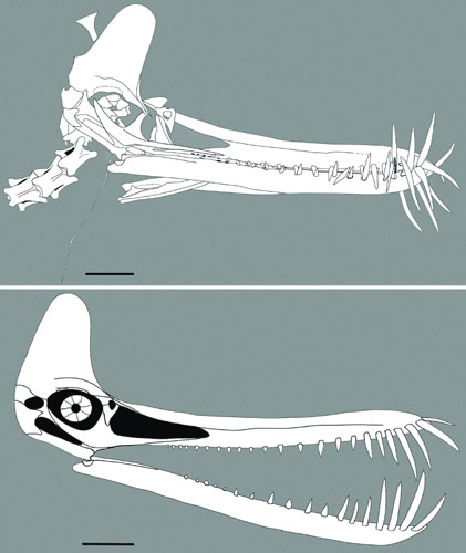 Species New to Science: [Paleontology • 2012] Guidraco venator • New ...
