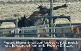 Save the Mustangs: Photos of BLM Roundups