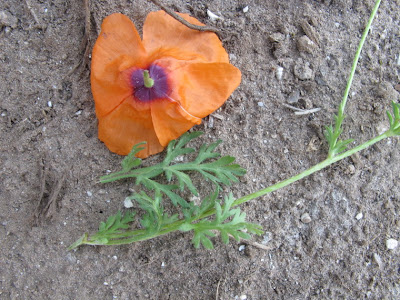 FLORA NEL SALENTO e.. anche altrove: Papaver apulum Ten. - Papaveraceae ...