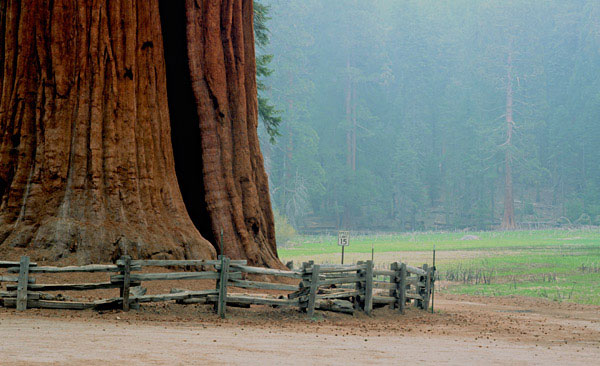 Bila gambar bersuara: Pohon raksaksa -Sequoia dan Redwood