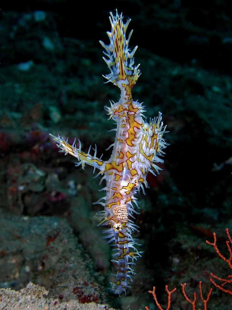 Real Monstrosities: Ghost Pipefish