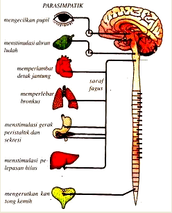 FKIP PKK USK 16: Nervous System (Sistem Saraf)