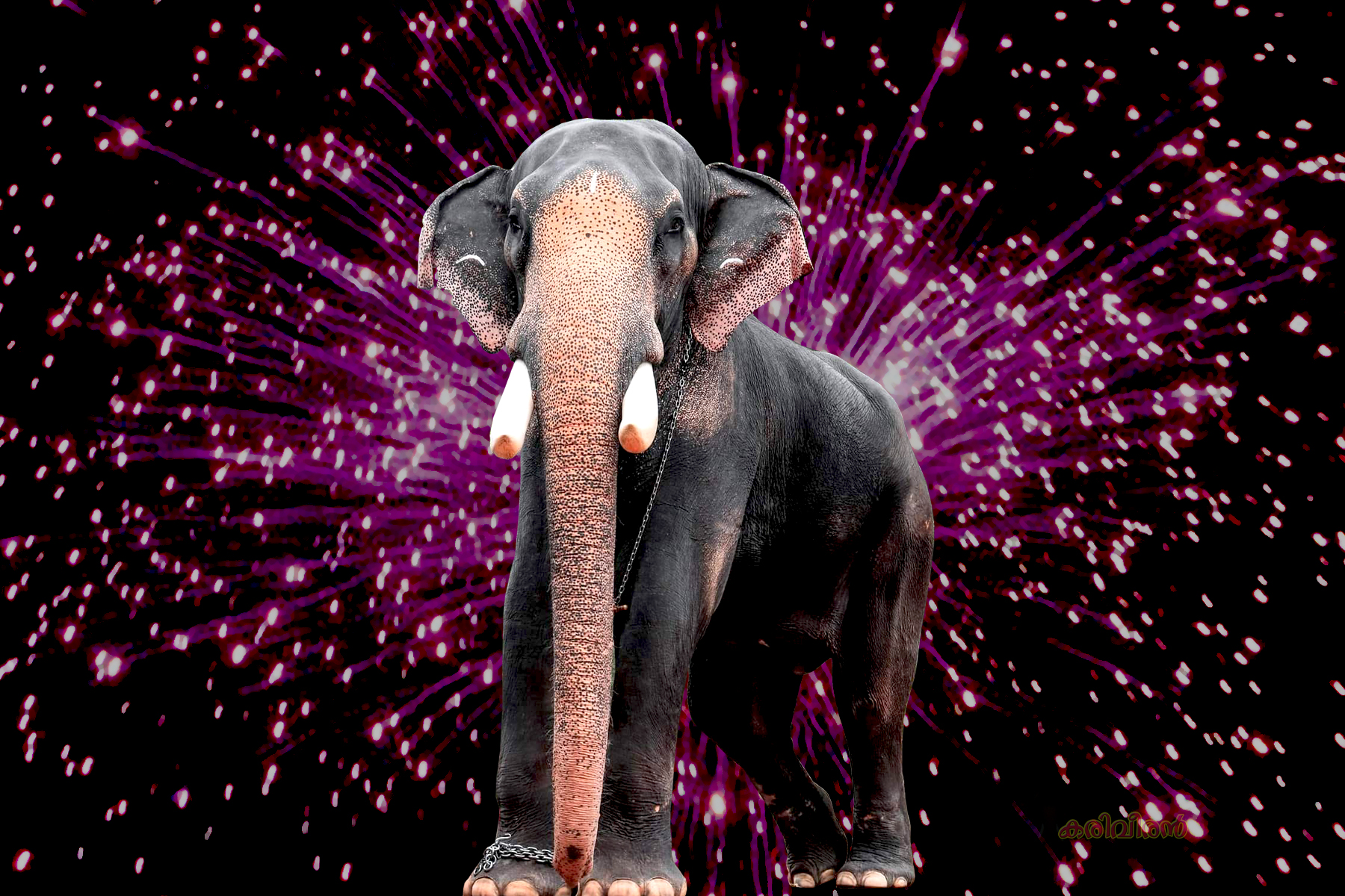 Chirakkal Kalidasan - Kerala elephant Chirakkal Kalidasan