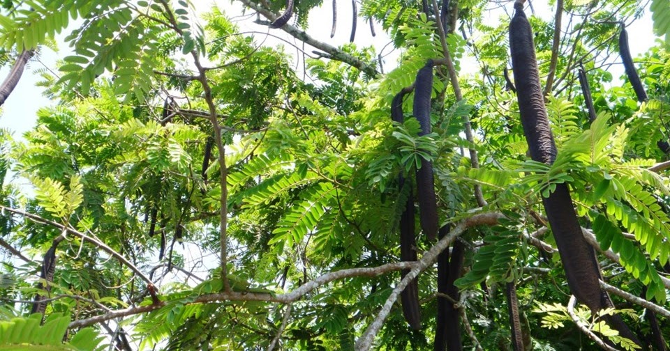 Batido de Cañandonga