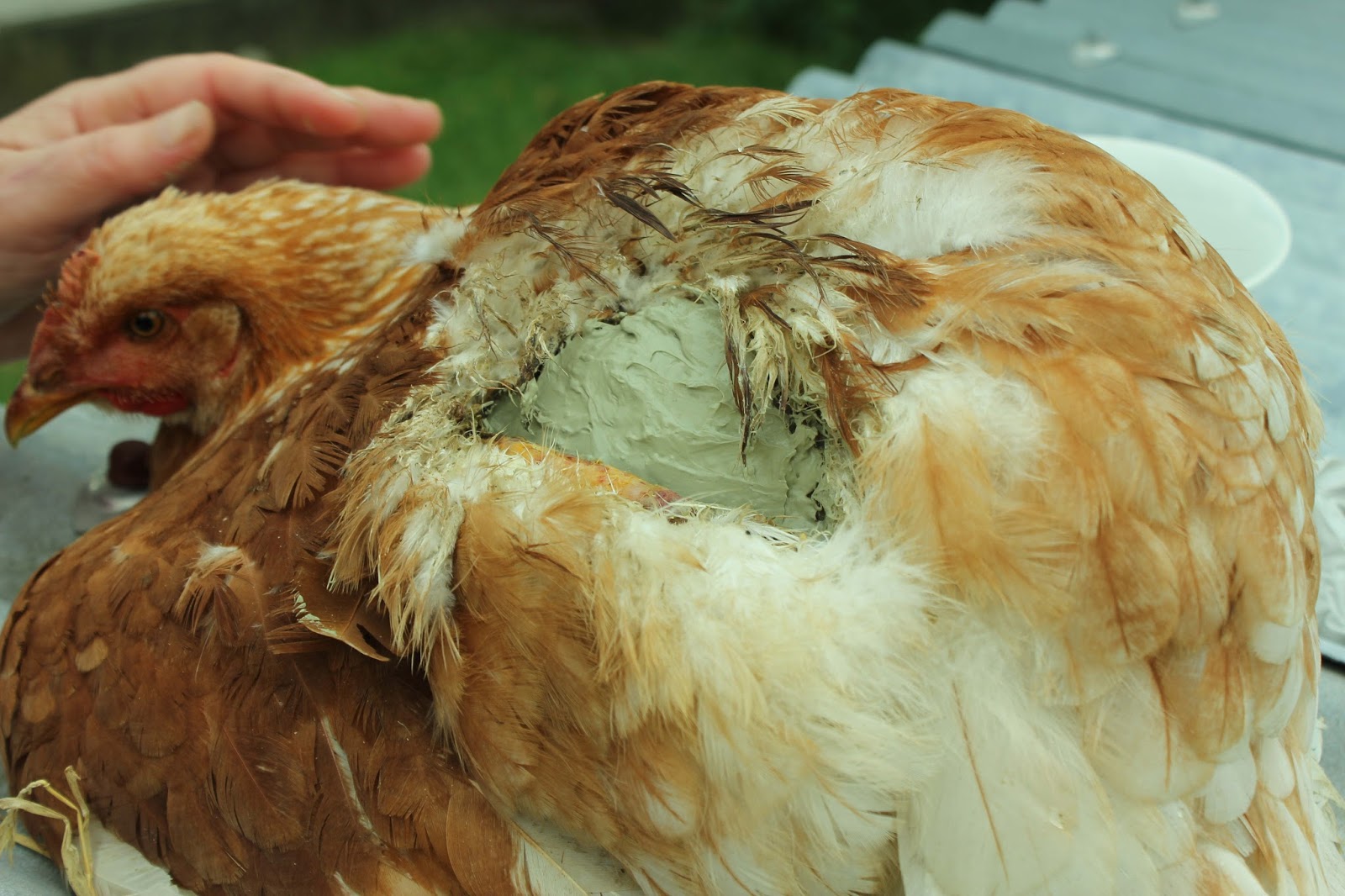 Treating a serious rooster/cockerel wound on a chicken with clay and ...