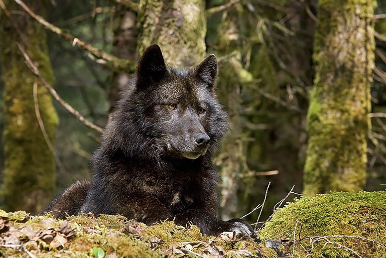 White Wolf : Rare Alaskan Wolves Nearly Eradicated in a Year
