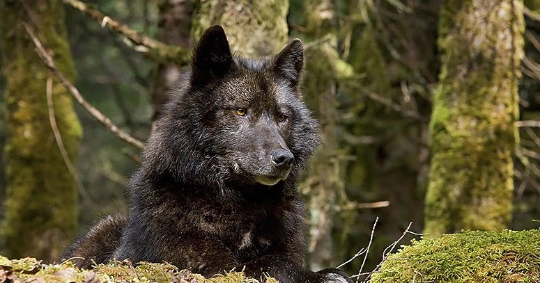 White Wolf : Rare Alaskan Wolves Nearly Eradicated in a Year