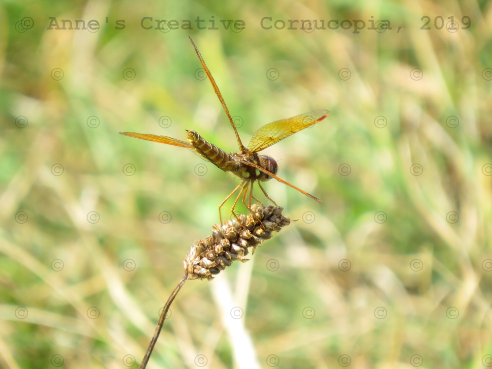 Anne's Creative Cornucopia: Dragonfly, Cicada Killer Wasp - Photograph