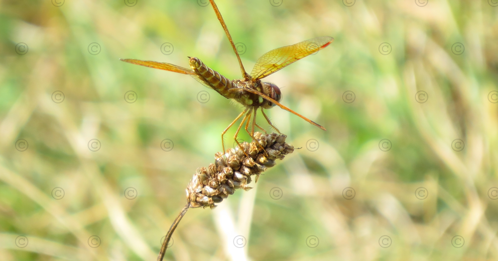 Anne's Creative Cornucopia: Dragonfly, Cicada Killer Wasp - Photograph