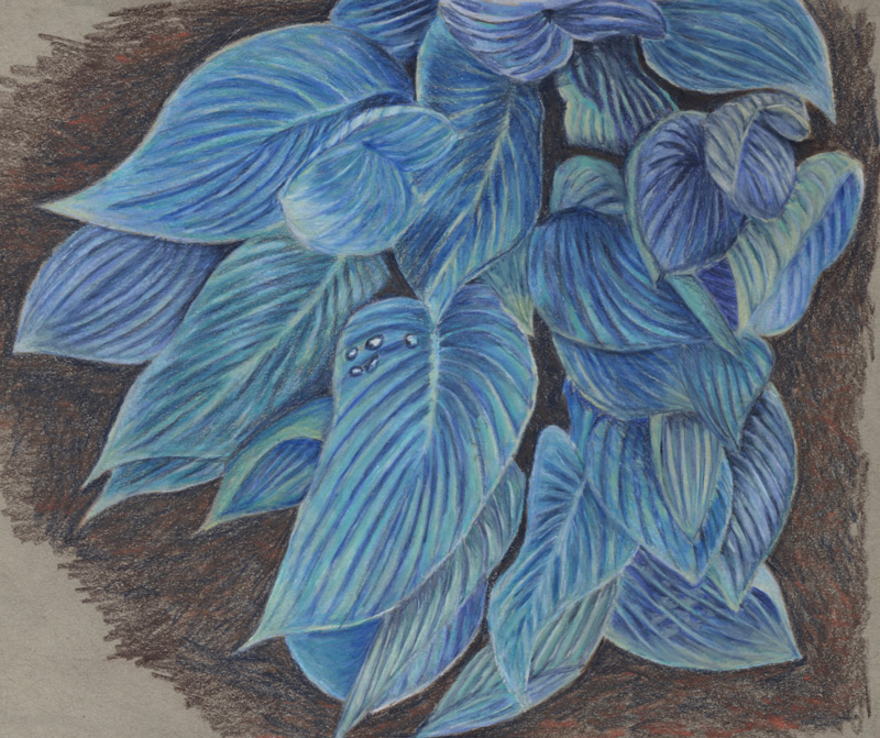 How my garden grows -- new drawings