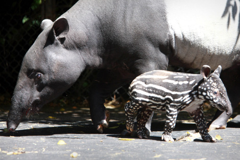 Malayan Tapir