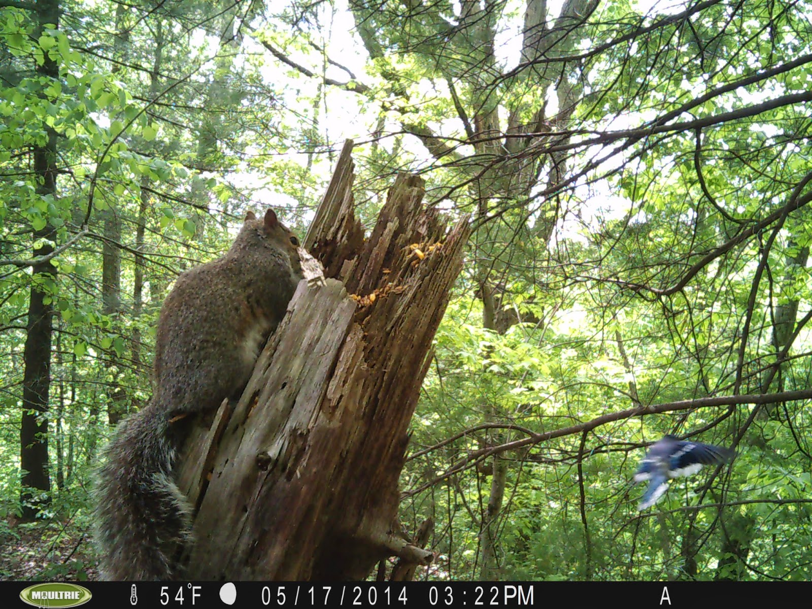Trail Camera Catch of the Day......: Different Stump Different Day