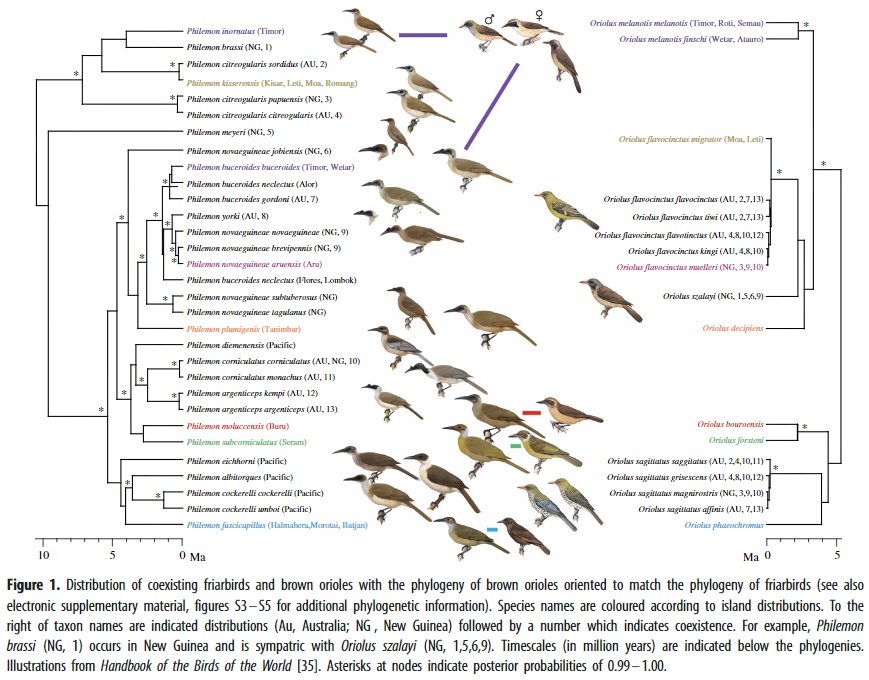 Species New to Science: [Ornithology / Evolution • 2016] The Evolution ...