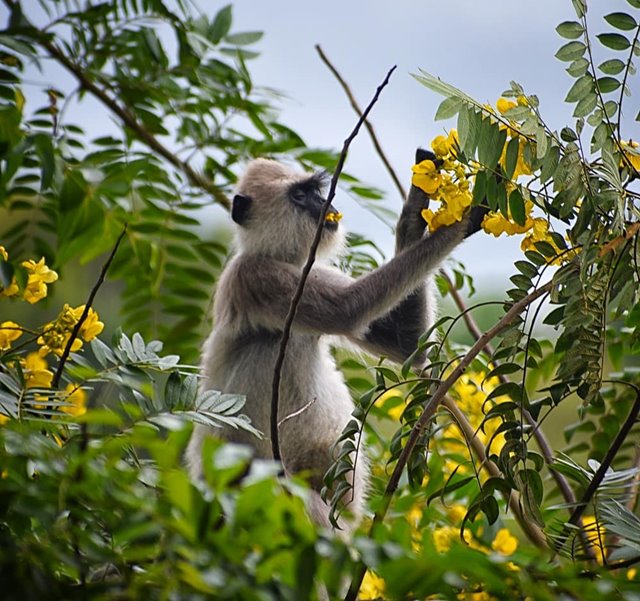 Foto dan Fakta Surili, Monyet Beruban Yang Gegerkan Warga Cianjur ...