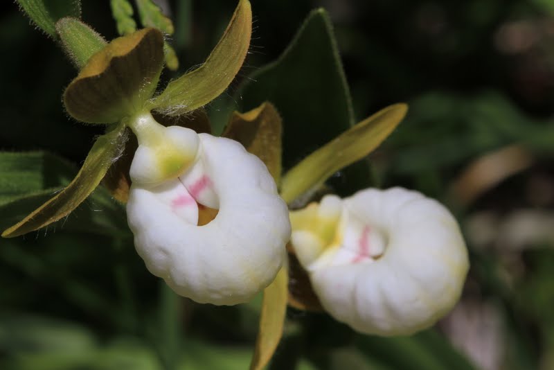 Native Orchids of the Pacific Northwest and the Canadian Rockies (and ...