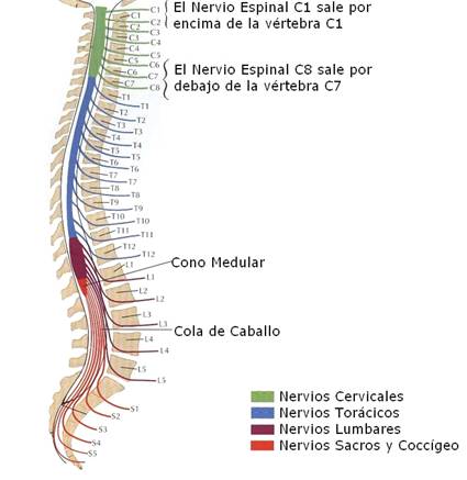 SISTEMA NERVIOSO (BIOMECANICA-FISIOLOGIA-MORFOLOGIA)