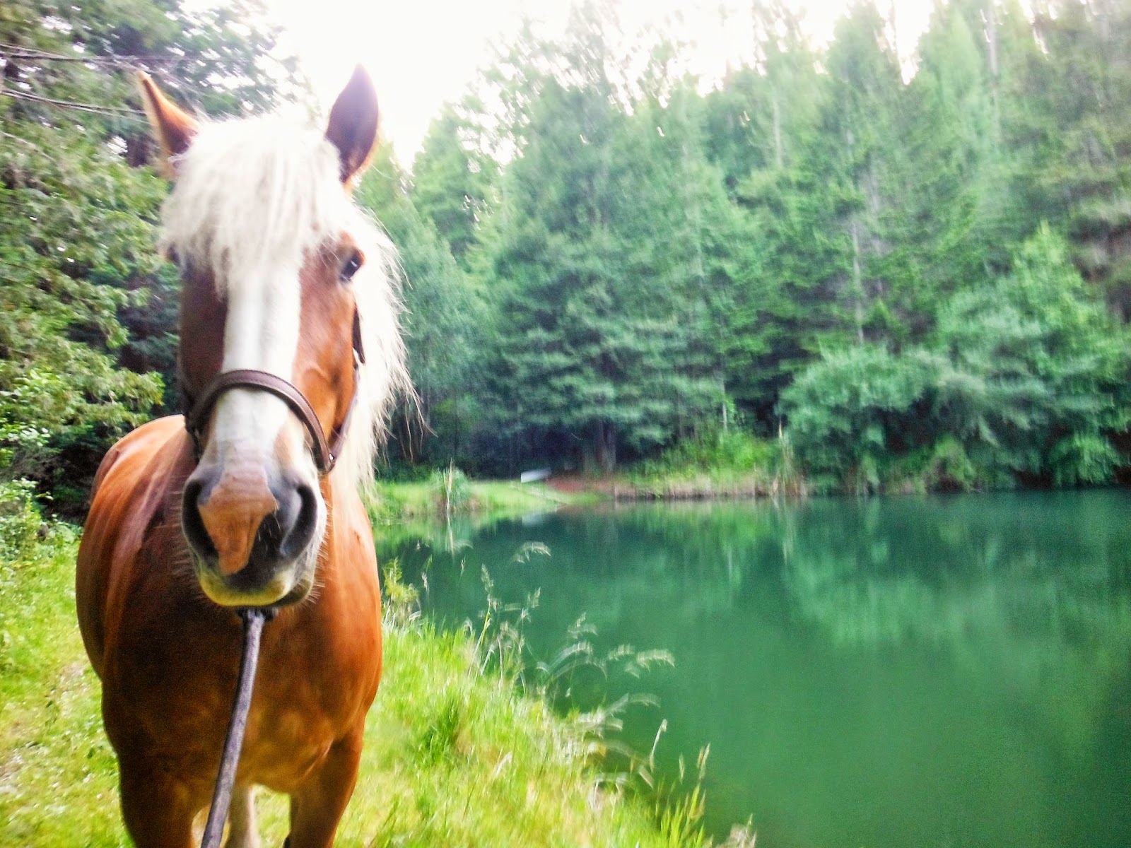 Jackson Hill Horsey Girl: One Step at a Time