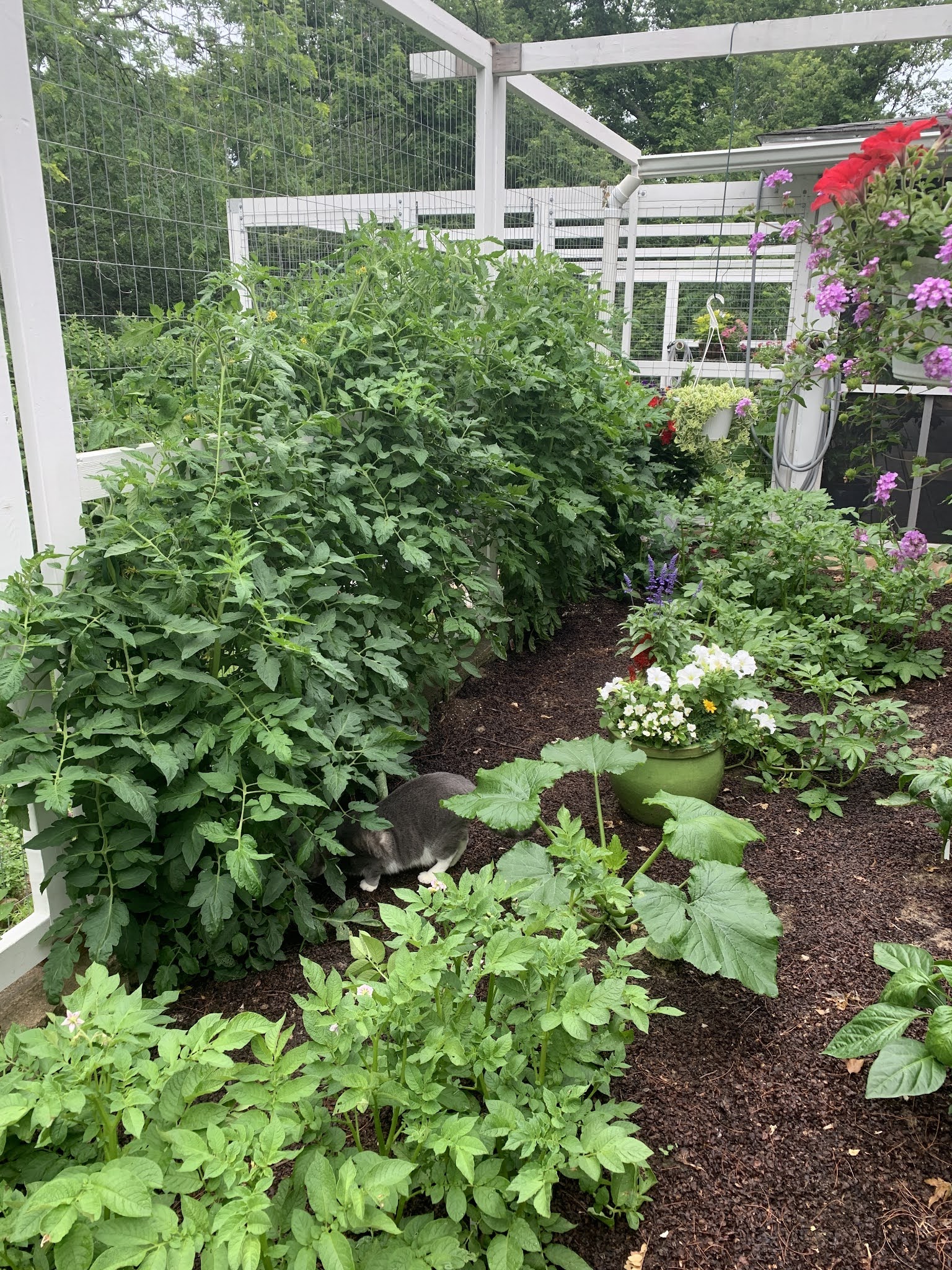 Amy's Creative Pursuits: July Blooms and A Peek At My Vegetable Garden
