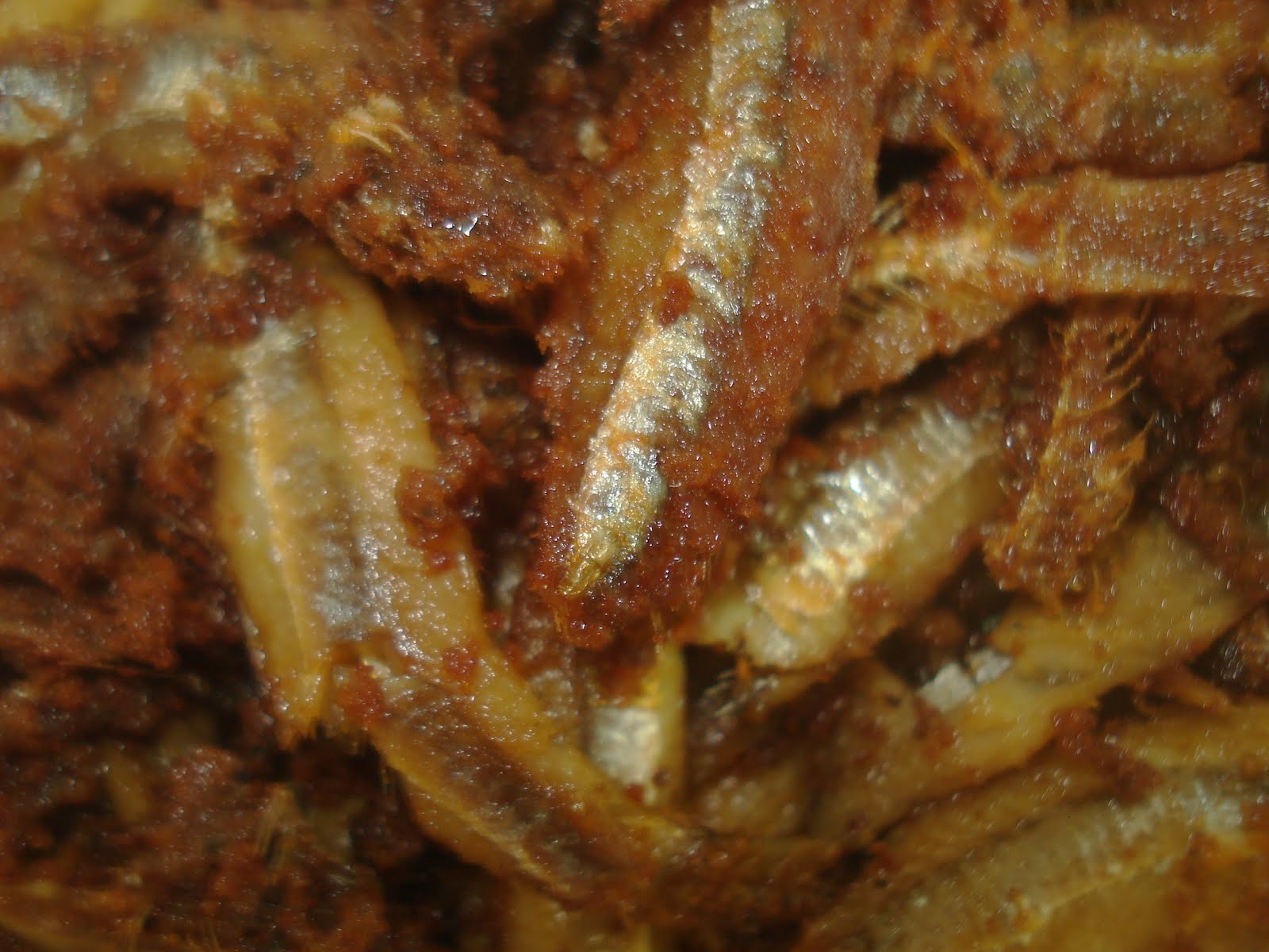 Sab's Kitchen: Anchovy Fry or Nethili Meen Varuval