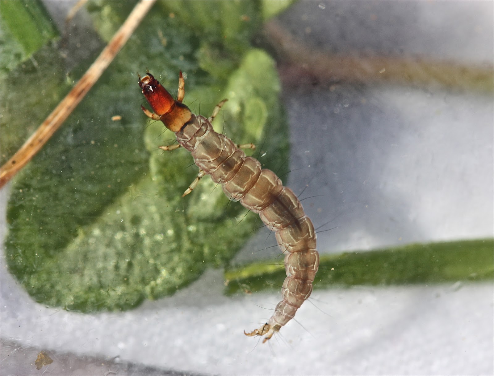 Aquatic Insects of Central Virginia: Small Streams -- Special Insects ...