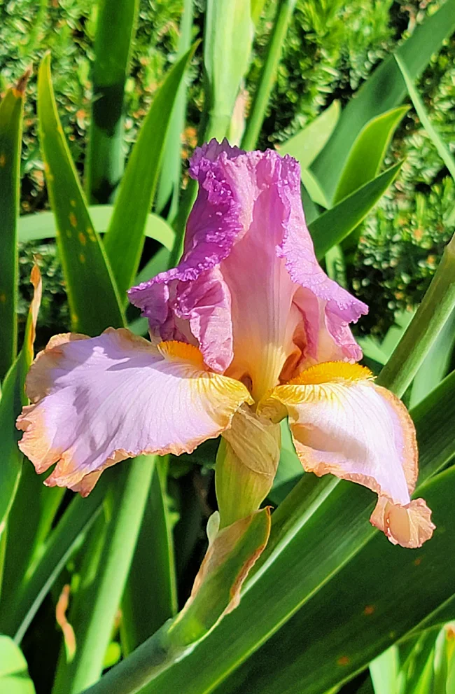 Barks and Bikes | Life and Linda