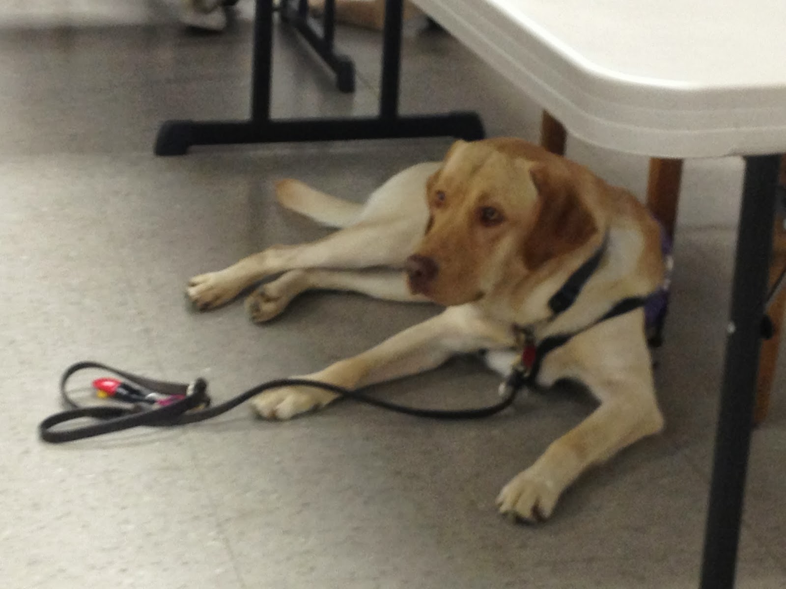 Susquehanna Service Dogs: Northeast Puppy Raising Program