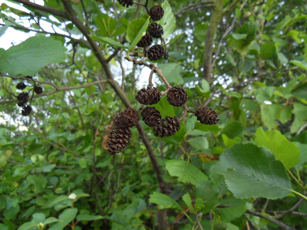 Common Alder Tree | Alnus Glutinosa | Magic Nature