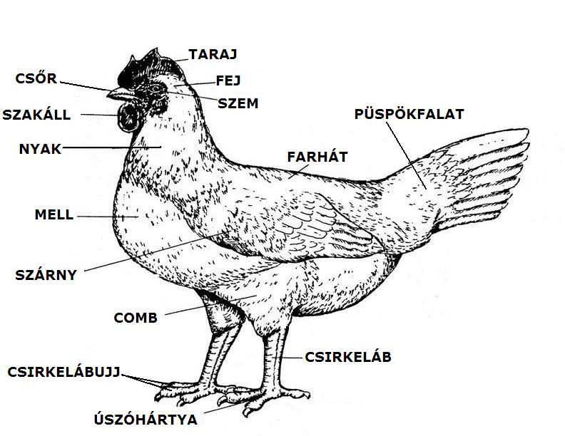 Hogy leszek jó háziasszony?!: Húsok és amit tudni kell róluk 1.0