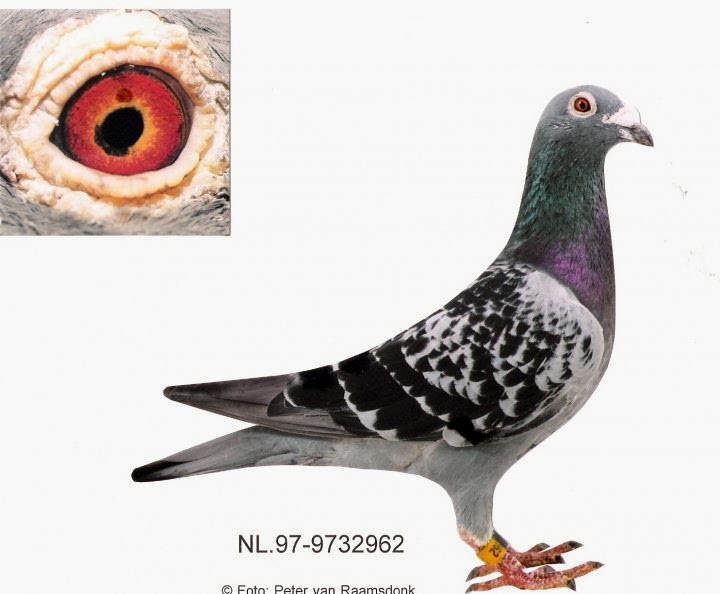 nieripigeons-Holanda racing pigeons: Martha Van Geel SIEMPRE VIGENTE.