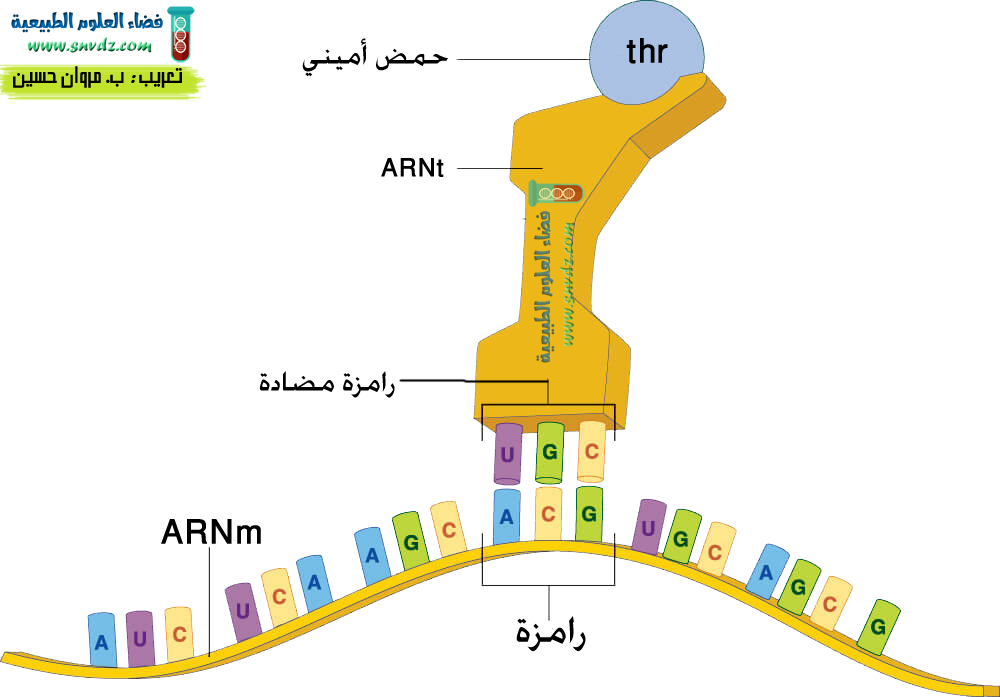 بنية و دور الـ ARNt - فضاء العلوم الطبيعية