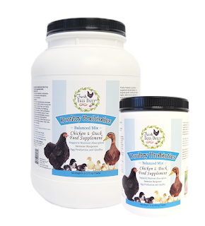 The Benefits of Probiotics for Chickens and other Poultry - Fresh Eggs ...