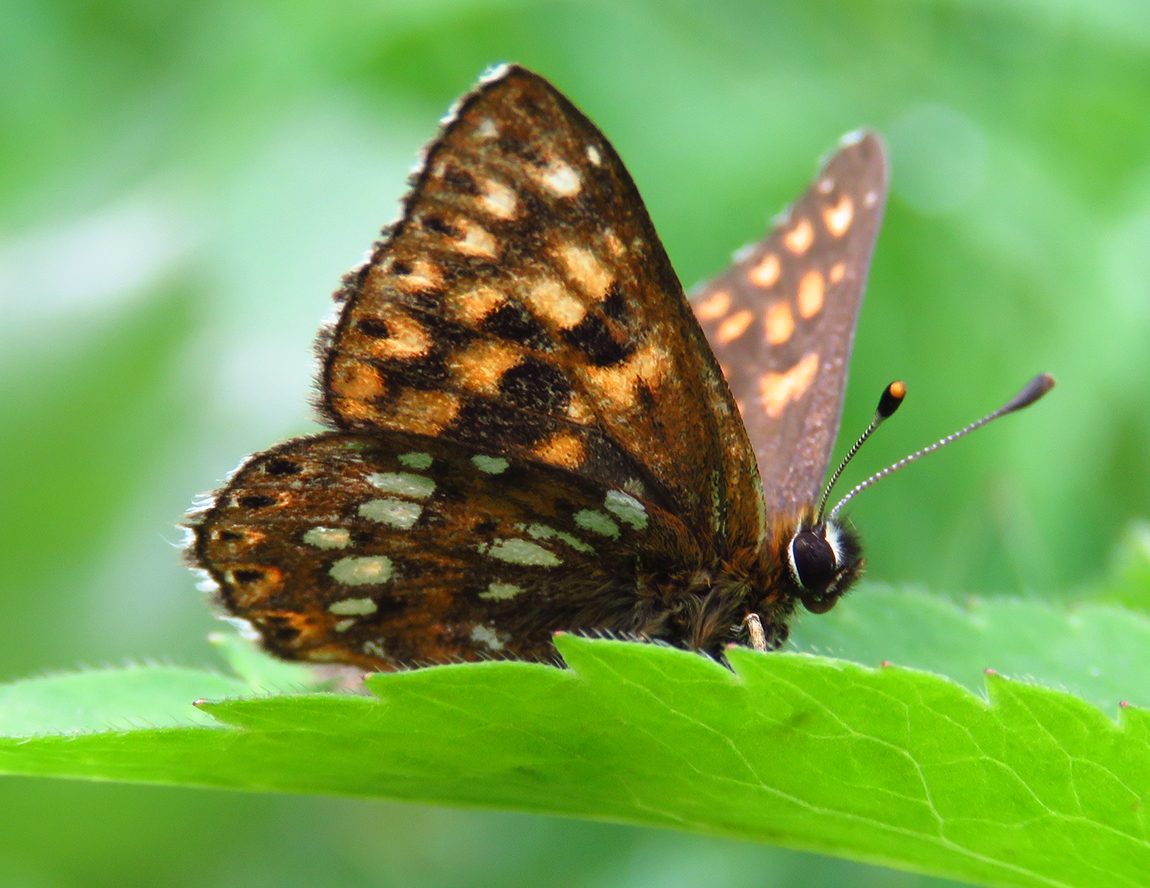 MARIPOSAS (BUTTERFLIES): Hamearis lucina L (Riodinidae)