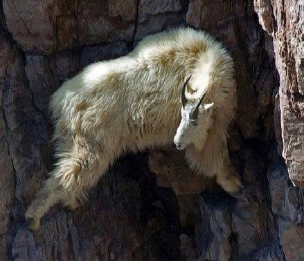 ResumoAnimalVegetal: CABRAS MONTANHESAS