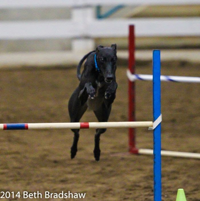 NEVER SAY NEVER GREYHOUNDS: Maddie's Agility Debut