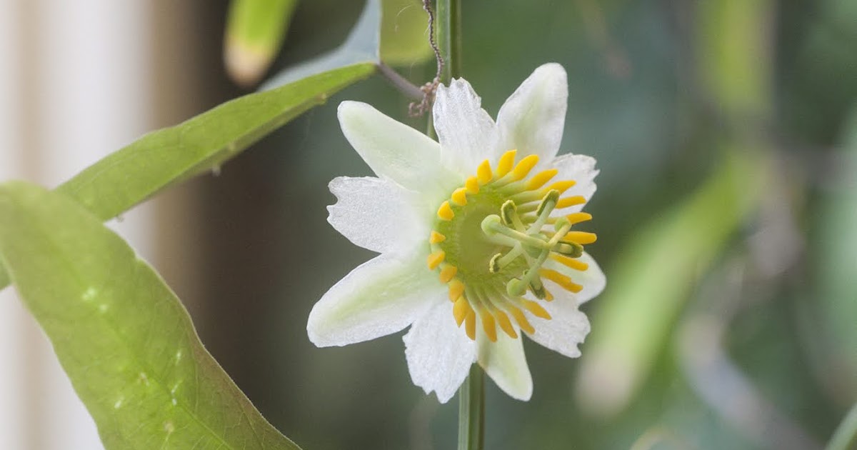 Passiflora biflora