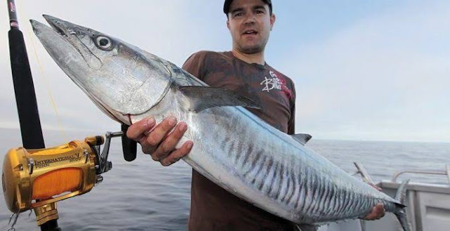 8 Ciri Ciri Ikan Tenggiri – Padang Ekspres