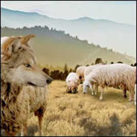 Ovejas en medio de lobos
