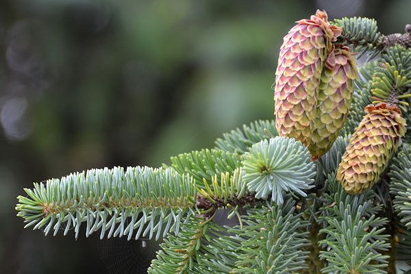 Northwest Conifer Connections: Conifers By Genus