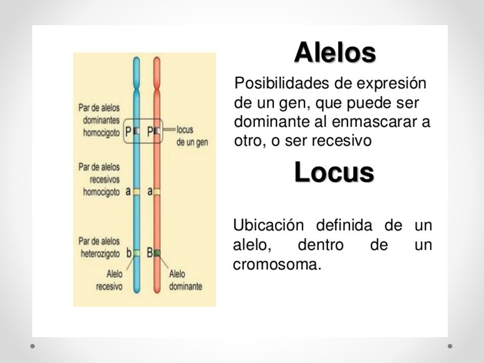 Alelos Y Locus