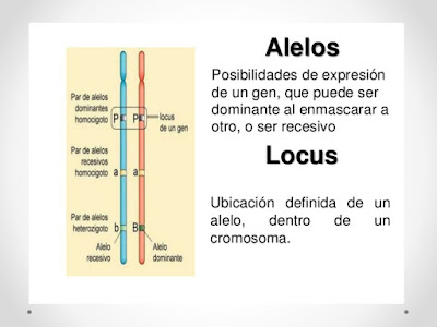 Alelos Y Locus