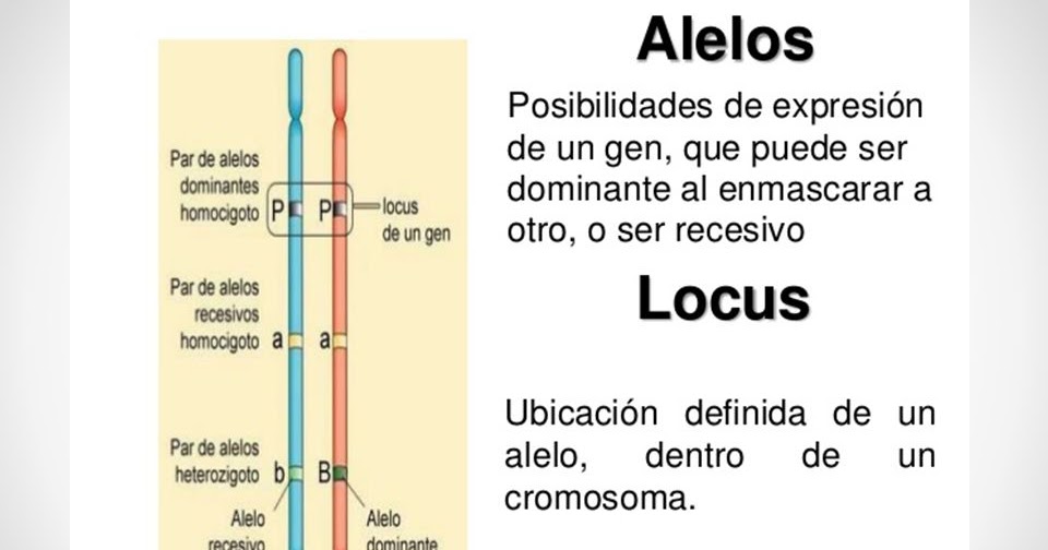 Alelos Y Locus