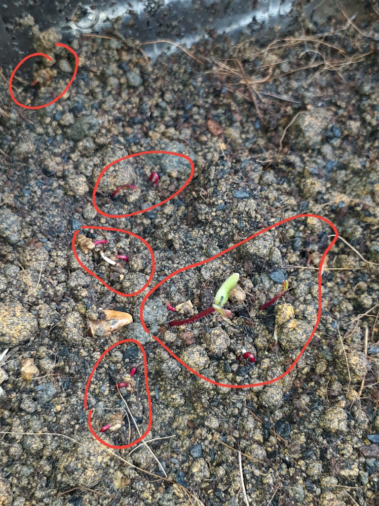 Healthy Nurul Beauty: The pretty look of my small beetroot plants after ...